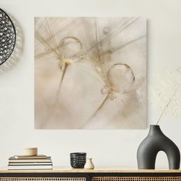 Bilderwelten Leinwandbild Wassertropfen in Pusteblumen