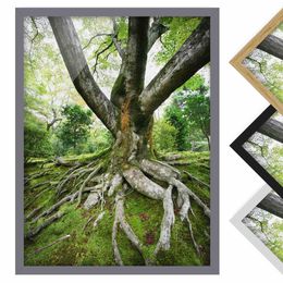 Bilderwelten Bild mit Rahmen - Hochformat Alter Baum