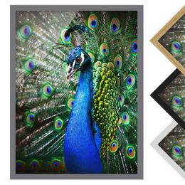 Bilderwelten Bild mit Rahmen - Hochformat Edler Pfau