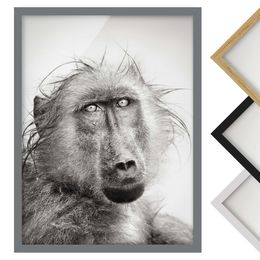 Bilderwelten Bild mit Rahmen - Hochformat Crying Baboon