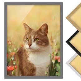 Bilderwelten Bild mit Rahmen - Hochformat Katze im Mohnfeld