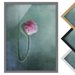 Bilderwelten Bild mit Rahmen - Hochformat Bl&uuml;te in Rosa