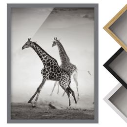 Bilderwelten Bild mit Rahmen - Hochformat Giraffenjagd