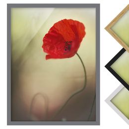Bilderwelten Bild mit Rahmen - Hochformat Mohnbl&uuml;te im Garten