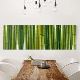 Bilderwelten Leinwandbild - Panorama Bambuspflanzen