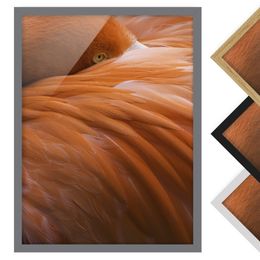 Bilderwelten Bild mit Rahmen - Hochformat Flamingofedern