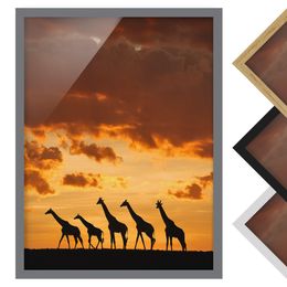 Bilderwelten Bild mit Rahmen - Hochformat F&uuml;nf Giraffen