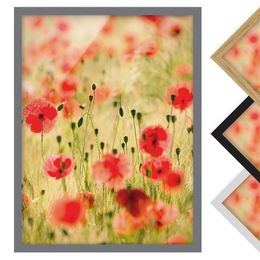 Bilderwelten Bild mit Rahmen - Hochformat Summer Poppies
