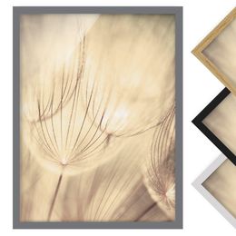 Bilderwelten Bild mit Rahmen - Hochformat Pusteblumen Nahaufnahme in wohnlicher Sepia T&ouml;nung