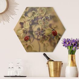 Bilderwelten Hexagon-Alu-Dibond Bild Marienk&auml;fer im Garten
