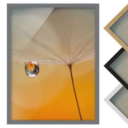 Bilderwelten Bild mit Rahmen - Hochformat Pusteblume in Orange
