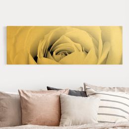 Bilderwelten Leinwandbild - Panorama Close Up Rose