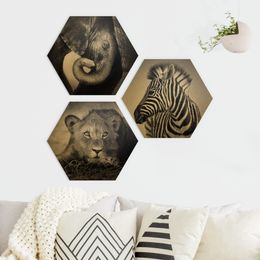 Bilderwelten 3-teiliges Hexagon-Alu-Dibond Bild Babytiere