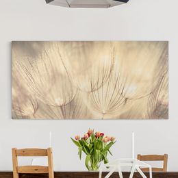 Bilderwelten Leinwandbild - Querformat Pusteblumen Nahaufnahme in wohnlicher Sepia T&ouml;nung