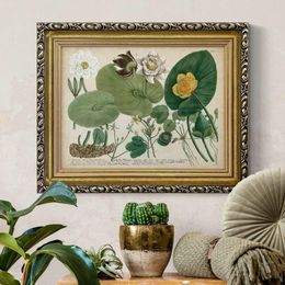 Bilderwelten Bild mit Barockrahmen Antik Blumen Illustration Barock gr&uuml;n - Vintage Illustration Wei&szlig;e Wasserlilie - edle Optik Wohnzimmer Schlafzimmer
