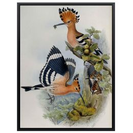 Bilderwelten Leinwandbild - Hochformat John Gould - Wiedehopf