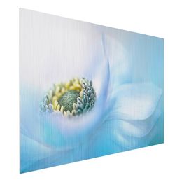 Bilderwelten Alu Dibond Outdoor Bild Blumen blau modern wetterfest - Anemone auf dem Fluss - Deko Wohnzimmer Schlafzimmer