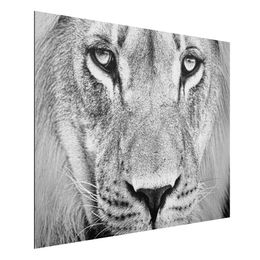 Bilderwelten Alu Dibond Outdoor Bild Tiere schwarz weiss Motiv wetterfest - Alter L&ouml;we - L&ouml;we Wohnzimmer Schlafzimmer
