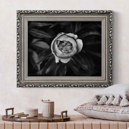 Bilderwelten Leinwandbild mit Barockrahmen Pfingstrosenbl&uuml;te vor Bl&auml;ttern Schwarz Wei&szlig;