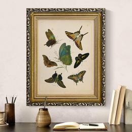 Bilderwelten Leinwandbild mit Barockrahmen Vintage Illustration Exotische Schmetterlinge