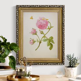 Bilderwelten Bild mit Barockrahmen Antik Blumen Vintage Barock rosa - Anna Maria Sibylla Merian - Buschr&ouml;schen mit Miniermotte - Rose Wohnzimmer Schlafzimmer