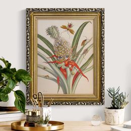 Bilderwelten Leinwandbild mit Barockrahmen Anna Maria Sibylla Merian - Ananas mit Insekten