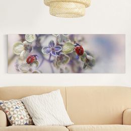 Bilderwelten Leinwandbild - Panorama Marienk&auml;fer im Garten