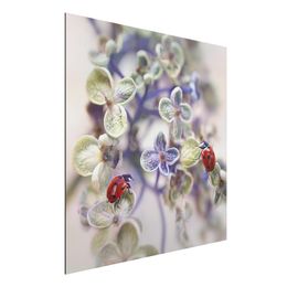 Bilderwelten Alu-Dibond Outdoor Bild Marienk&auml;fer im Garten