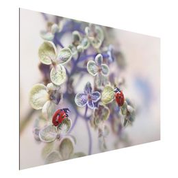 Bilderwelten Alu-Dibond Outdoor Bild Marienk&auml;fer im Garten