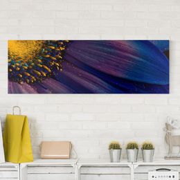 Bilderwelten Leinwandbild - Panorama Blaue Gerberabl&uuml;te