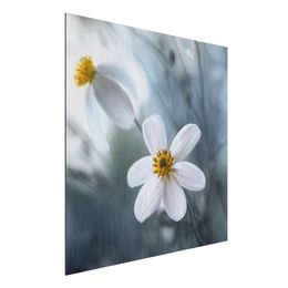 Bilderwelten Alu Dibond Outdoor Bild Blumen blau Motiv wetterfest - Kosmeen in Pastell - Deko Wohnzimmer Schlafzimmer