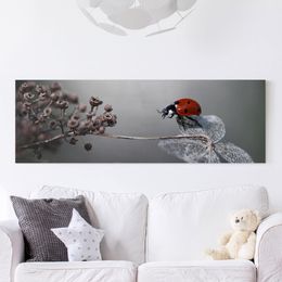 Bilderwelten Leinwandbild - Panorama Marienk&auml;fer auf Hortensie