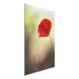 Bilderwelten Alu-Dibond Outdoor Bild Mohnbl&uuml;te im Garten