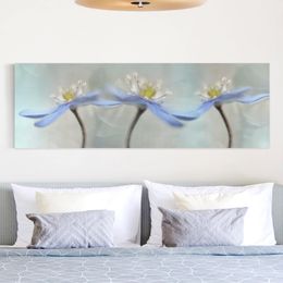 Bilderwelten Leinwandbild - Panorama Tanzende Anemonen