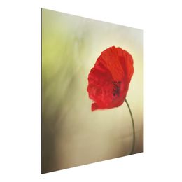 Bilderwelten Alu-Dibond Outdoor Bild Mohnbl&uuml;te im Garten