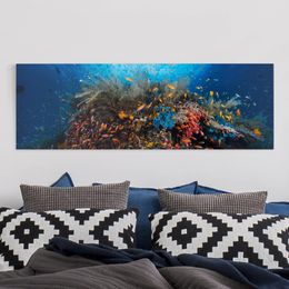 Bilderwelten Leinwandbild - Panorama Lagune mit Fischen
