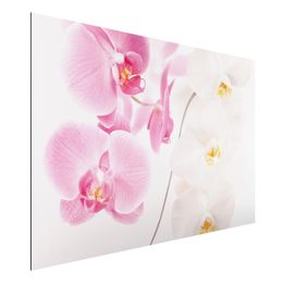 Bilderwelten Alu Dibond Outdoor Bild Blumen einzigartig Motiv wetterfest - Delicate Orchids - Orchidee Wohnzimmer Schlafzimmer