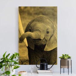 Bilderwelten Leinwandbild - Hochformat Elefantenbaby