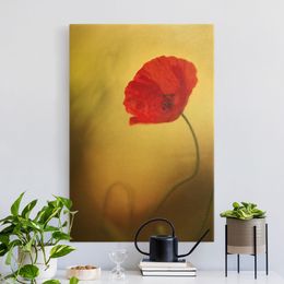 Bilderwelten Leinwandbild - Hochformat Mohnbl&uuml;te im Garten