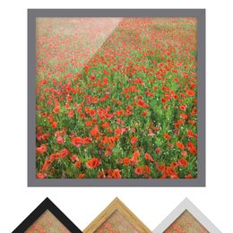 Bilderwelten Bild mit Rahmen - Quadrat Mohnblumenfeld
