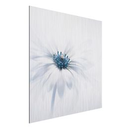 Alu-Dibond Blumen G&auml;nsebl&uuml;mchen in Blau