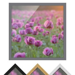 Bilderwelten Bild mit Rahmen - Quadrat Violette Schlafmohn Blumenwiese im Fr&uuml;hling