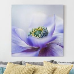 Bilderwelten Leinwandbild Blumen modern Kunstdruck violett - Anemone De Caen - Wandbild XXL Wohnzimmer Schlafzimmer