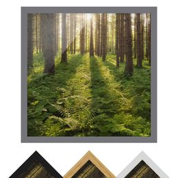 Bilderwelten Bild mit Rahmen - Quadrat Sonnenstrahlen in gr&uuml;nem Wald