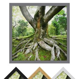 Bilderwelten Bild mit Rahmen - Quadrat Alter Baum