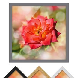 Bilderwelten Bild mit Rahmen - Quadrat No.YK19 Shining Rose