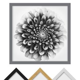 Bilderwelten Bild mit Rahmen - Quadrat Aster II