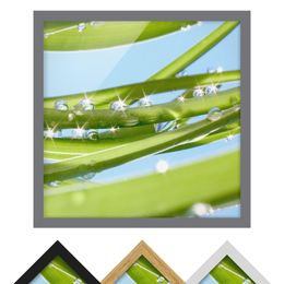 Bilderwelten Bild mit Rahmen - Quadrat Fresh Green