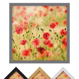 Bilderwelten Bild mit Rahmen - Quadrat Summer Poppies