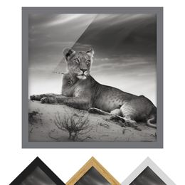 Bilderwelten Bild mit Rahmen - Quadrat Resting Lion